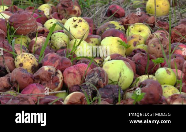 Rotten grass Stock Videos & Footage - HD and 4K Video Clips - Alamy