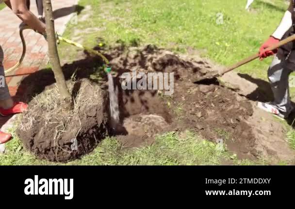Man gardener planting watering Stock Videos & Footage - HD and 4K Video ...