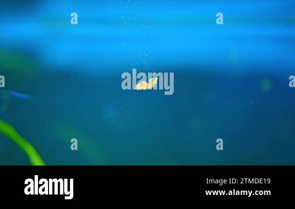 Dwarf Gourami, Colisa lalia, small, brightly colored freshwater fish ...