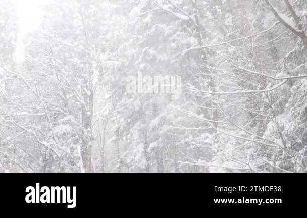 Snow storm mountain trees Stock Videos & Footage - HD and 4K Video ...