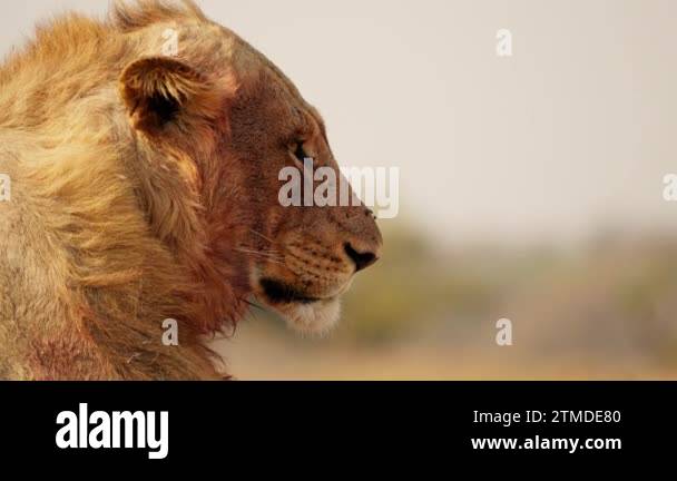 Lion head flies Stock Videos & Footage - HD and 4K Video Clips - Alamy