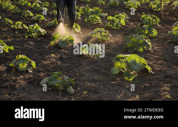 Farmer spraying pesticide sprayer garden farm vegetable garden spraying ...