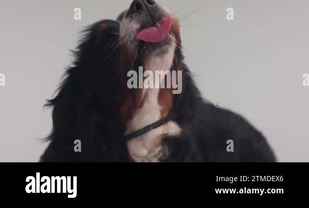 adorable Berna shepherd pup sticking out tongue and licking transparent ...