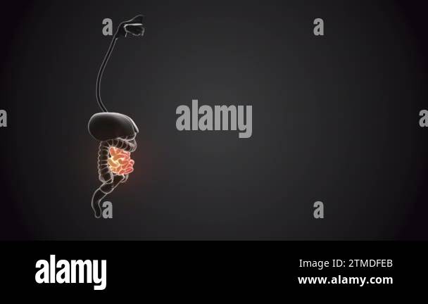 Small intestine internal organs Stock Videos & Footage - HD and 4K ...