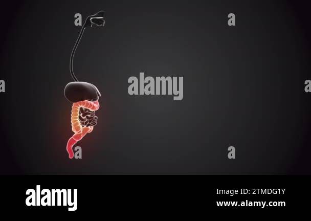 Large intestine with internal organs loopable Stock Video Footage - Alamy