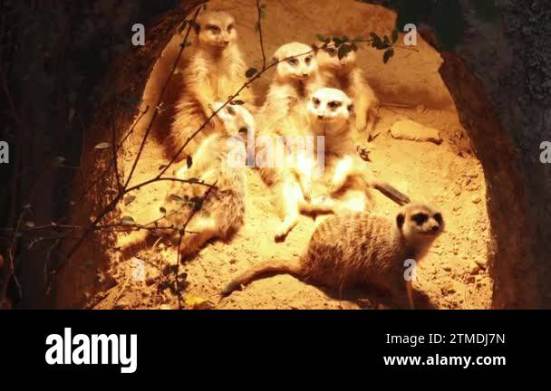A family of meerkats sits in a cave under a lamp and basks, zoo. The ...