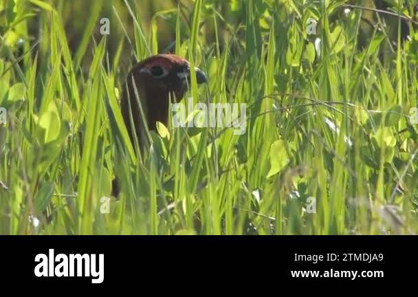 Perdix Stock Videos & Footage - HD and 4K Video Clips - Alamy