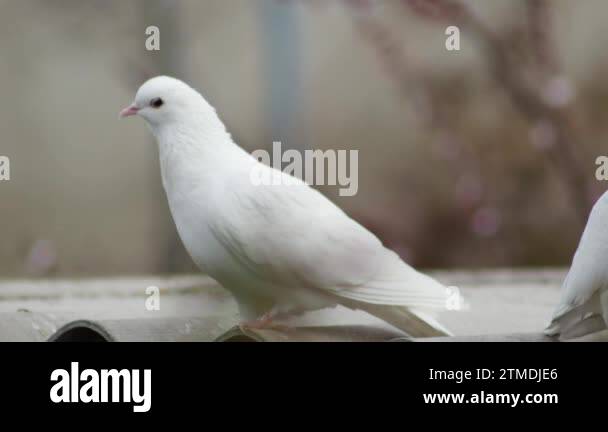 Young dove Stock Videos & Footage - HD and 4K Video Clips - Alamy