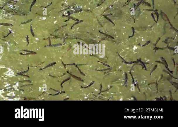 Mullet plant Stock Videos & Footage - HD and 4K Video Clips - Alamy