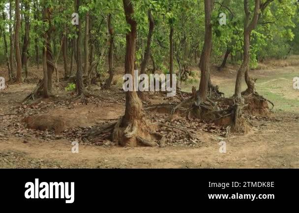 Intense forest Of Ilambazar CD block in Bolpur subdivision of Birbhum ...