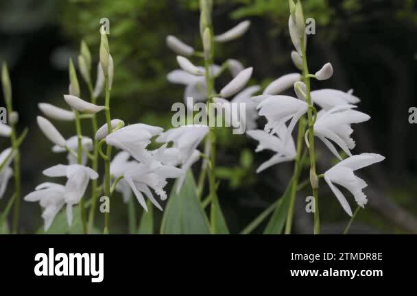 Bletilla Stock Videos & Footage - HD and 4K Video Clips - Alamy