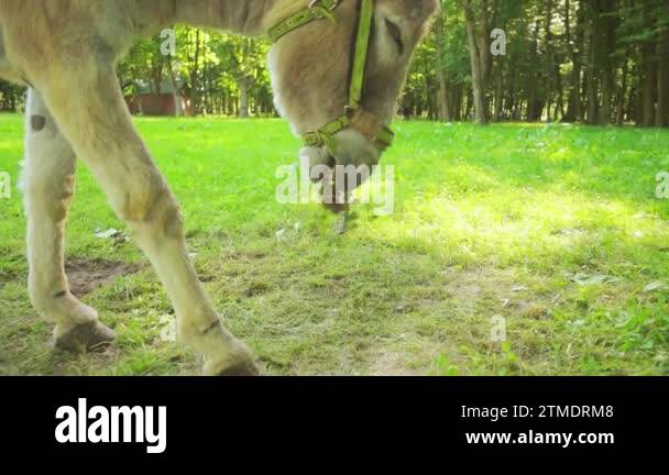 Slow Motion: Donkey or ass (Equus africanus asinus) is a domesticated ...