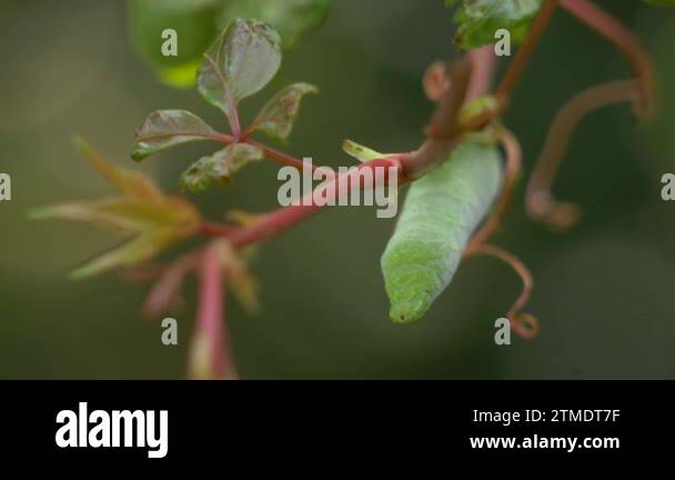 Silk worm lifecycle Stock Videos & Footage - HD and 4K Video Clips - Alamy