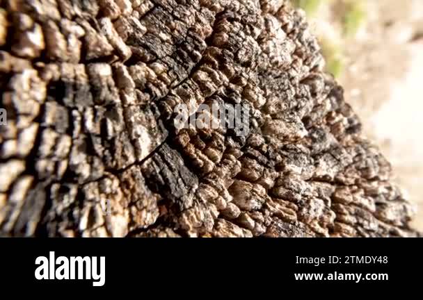 Tree trunk growth rings Stock Videos & Footage - HD and 4K Video Clips ...
