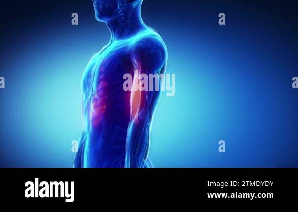 Biceps tendon Stock Videos & Footage - HD and 4K Video Clips - Alamy