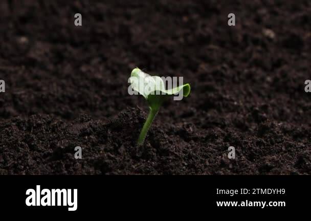 Agriculture. Growing plants in time lapse. Sprout germination at spring. Green seedling in soil ...