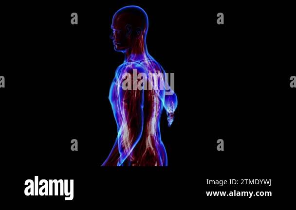 Vector illust Stock Videos & Footage - HD and 4K Video Clips - Alamy