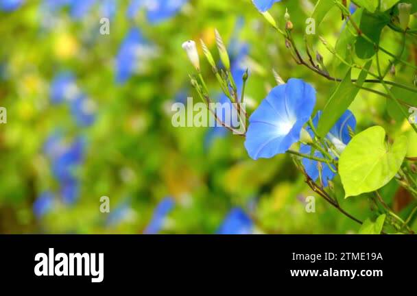 Ipomoea tricolor heavenly blue morning glory Stock Videos & Footage ...