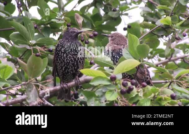 Blackbirds tree Stock Videos & Footage - HD and 4K Video Clips - Alamy