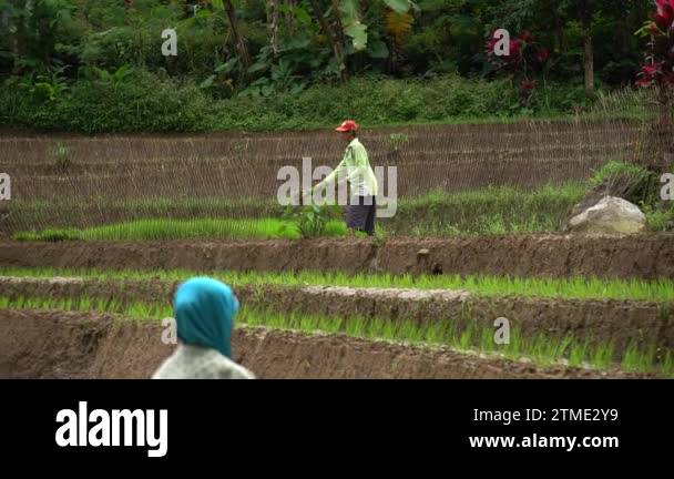 A group of farmers in rural areas in Indonesia are in the fields to ...