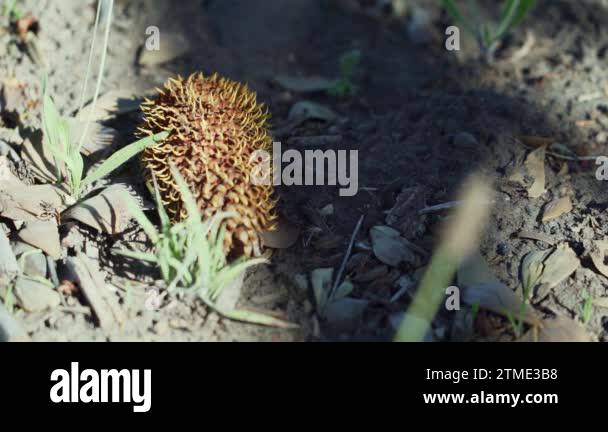 Monkey cone Stock Videos & Footage - HD and 4K Video Clips - Alamy