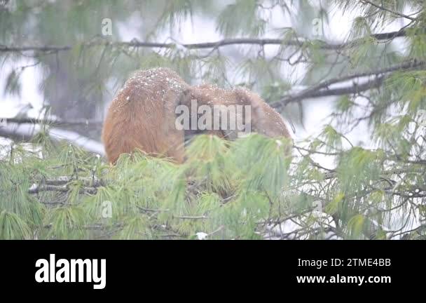 Frozen family of Rhesus macaque monkeys (Macaca mulatta) on a tree in ...