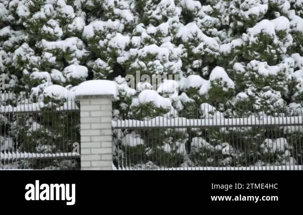 Observing the winter landscape. Snow is falling heavily and settling on ...