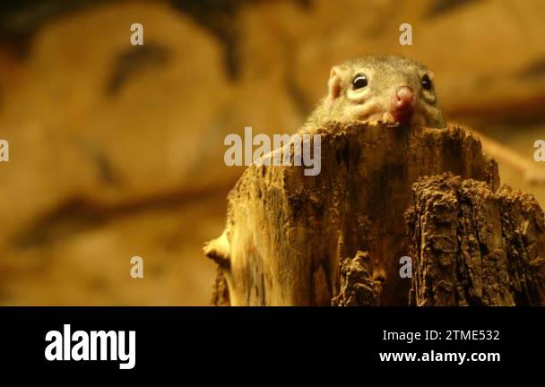 Northern treeshrew (Tupaia belangeri) is a treeshrew species native to ...