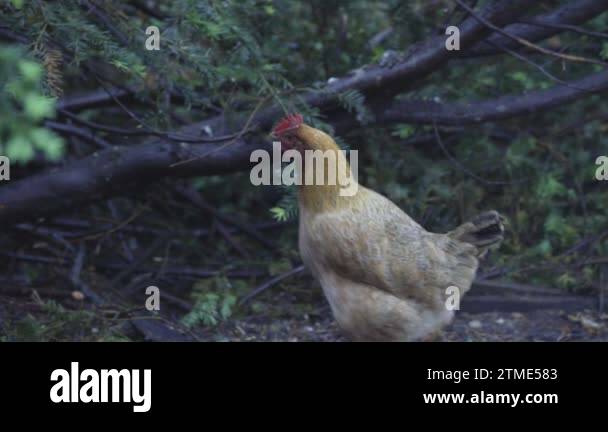 Hen tree Stock Videos & Footage - HD and 4K Video Clips - Alamy