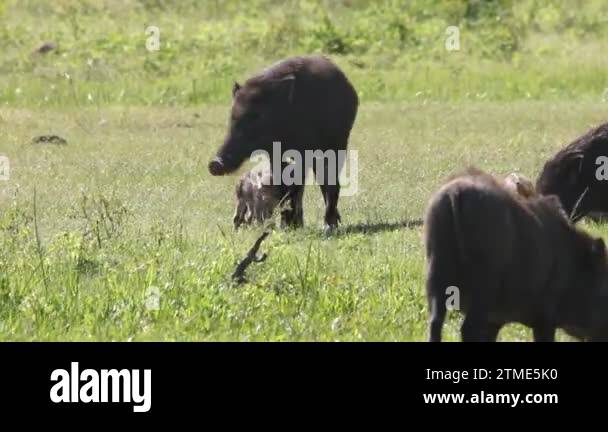Hunt boars Stock Videos & Footage - HD and 4K Video Clips - Alamy