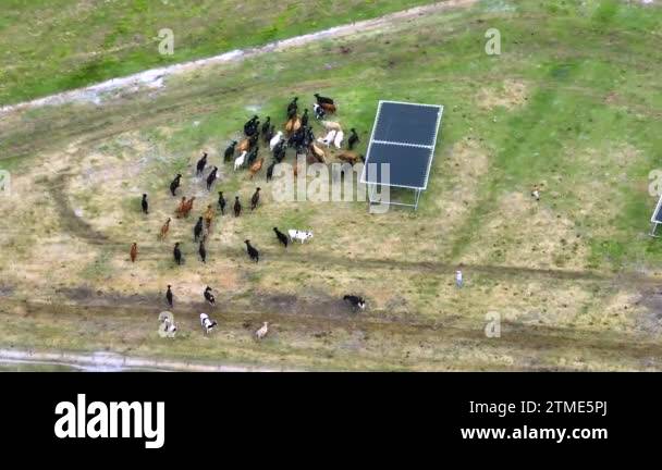 Aerial view of cowmen taking care of cattle on feedyard. Feeding of ...