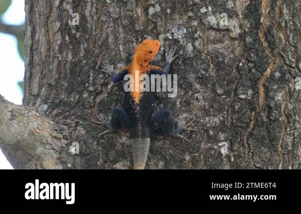 North african lizard Stock Videos & Footage - HD and 4K Video Clips - Alamy
