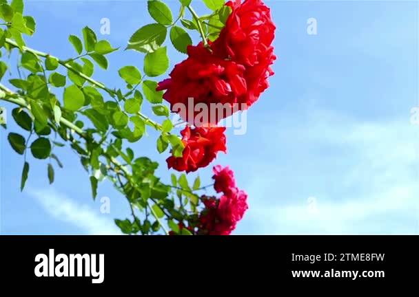 Rose multiflora Stock Videos & Footage - HD and 4K Video Clips - Alamy