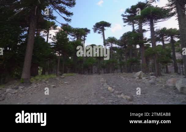 Araucaria argentina Stock Videos & Footage - HD and 4K Video Clips - Alamy