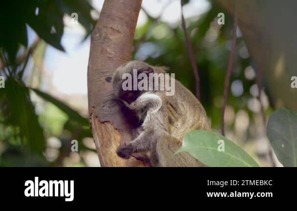 Monkey texture Stock Videos & Footage - HD and 4K Video Clips - Alamy
