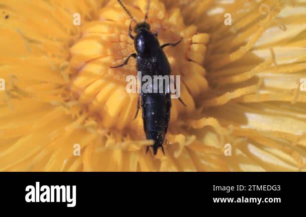 Insect wings insect wings Stock Videos & Footage - HD and 4K Video ...