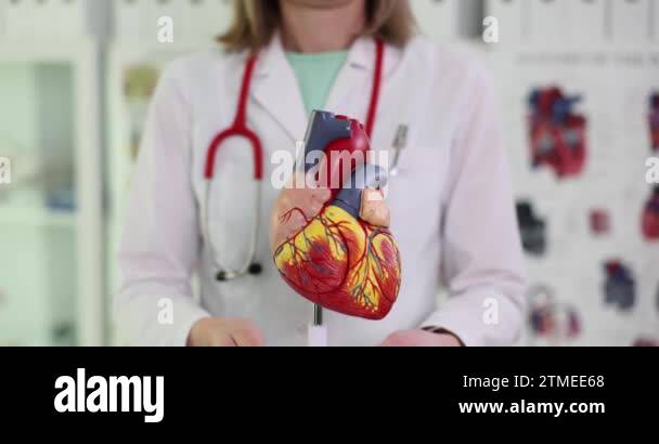 Professional in field of medicine shows artificial model of human heart ...