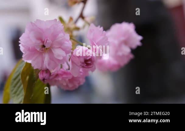 Hanami is a national Japanese tradition of admiring flowers, which ...