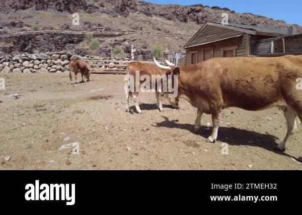 Longhorn beef cattle played significant role in American West ...