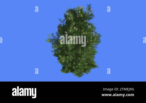 Italian Cypress Crown Top Down Cones Coniferous Evergreen Tree is ...