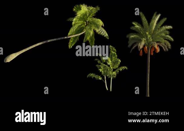 A set of tropical plants and palms on a transparent background with an ...