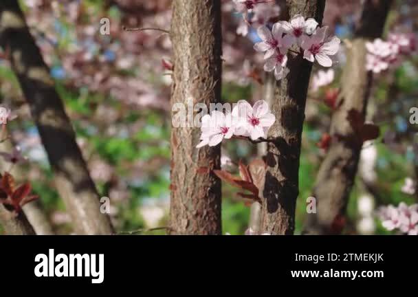 Cherry branch with flowers in spring bloom. A beautiful Japanese tree ...