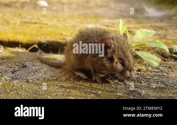 Old mouse animal Stock Videos & Footage - HD and 4K Video Clips - Alamy