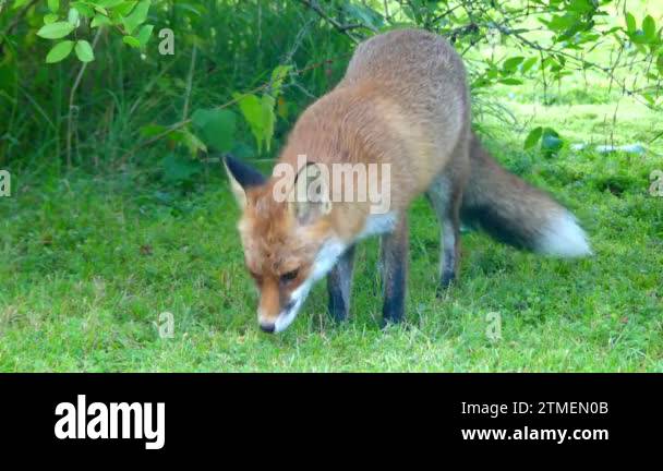 Red fox in the wild habitats. The red fox (Vulpes vulpes), largest of ...