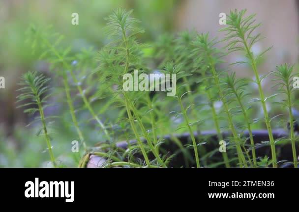 Myriophyllum aquaticum aquatic plant Stock Videos & Footage - HD and 4K ...