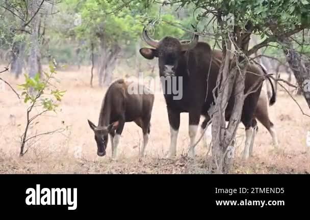 Wildlife watching india Stock Videos & Footage - HD and 4K Video Clips ...