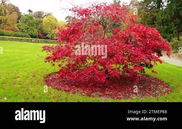 Ireland maple Stock Videos & Footage - HD and 4K Video Clips - Alamy