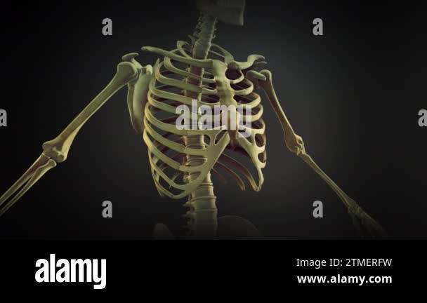 Joints anatomy Stock Videos & Footage - HD and 4K Video Clips - Alamy