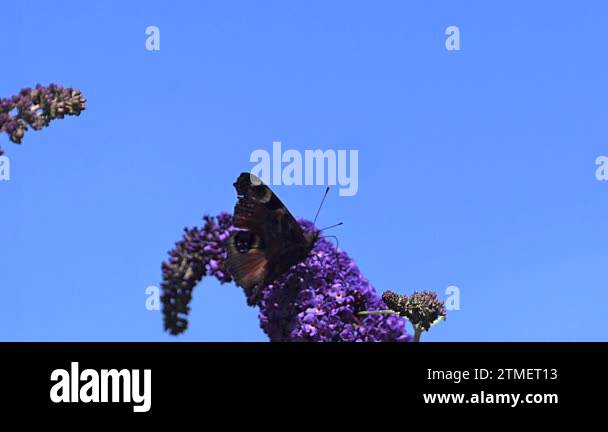 Peacock Butterfly Taking off from Buddleja Stock Video Footage - Alamy