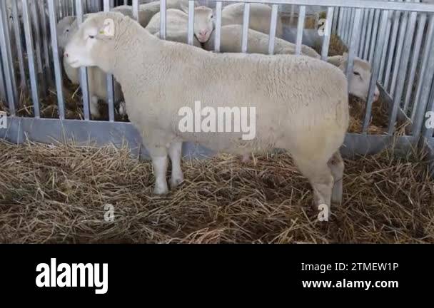Adult male sheep Stock Videos & Footage - HD and 4K Video Clips - Alamy